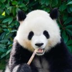 Shanghai: Shanghai Zoo Entry Ticket with Pandas - Who Should Consider This Tour?