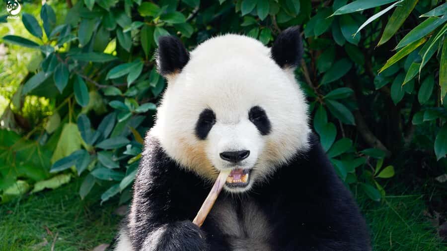 Shanghai: Shanghai Zoo Entry Ticket with Pandas - Who Should Consider This Tour?