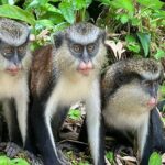 Shared Island Tour with Lunch & Admissions - What Makes This Tour Special