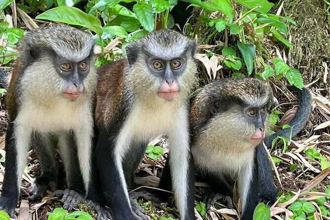 Shared Island Tour with Lunch & Admissions - What Makes This Tour Special