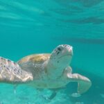 Shasa Catamaran Cruises Limited Numbers 3 Hour Sail and Snorkel - The Experience and Atmosphere