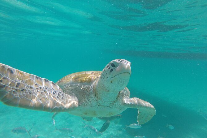 Shasa Catamaran Cruises Limited Numbers 3 Hour Sail and Snorkel - The Experience and Atmosphere