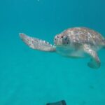 Shasa private catamran sailing cruise, Snorkel with turtles. - The Reviews: What Past Travelers Say