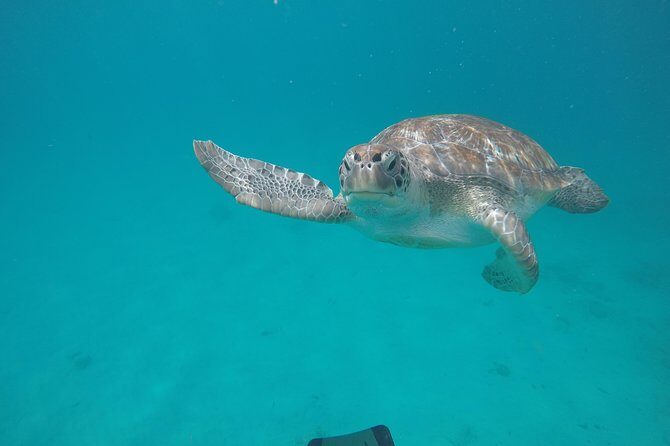 Shasa private catamran sailing cruise, Snorkel with turtles. - The Reviews: What Past Travelers Say
