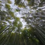 Shimizu: Kyoto Private Custom Day Tour with English guide - Exploring the Itinerary