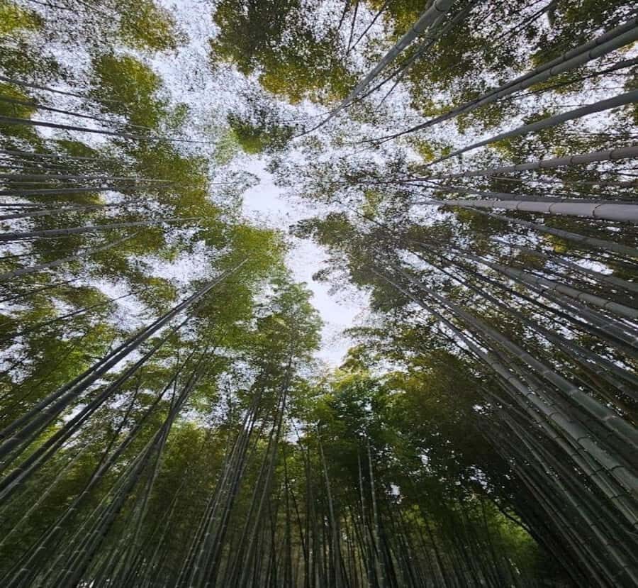 Shimizu: Kyoto Private Custom Day Tour with English guide - Exploring the Itinerary