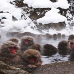 Shimizu: Nagano full-day Private Tour - Who Should Consider This Tour?