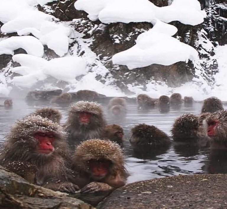 Shimizu: Nagano full-day Private Tour - Who Should Consider This Tour?