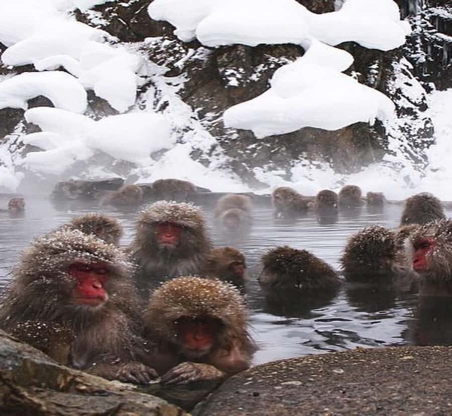 Shimizu: Nagano full-day Private Tour - Who Should Consider This Tour?