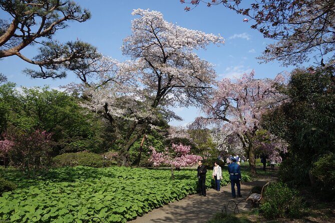 Shinjuku Gyoen National Garden 2 Hour Walking Tour - Final Thoughts: Is It Worth It?