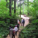Shiratani-Unsuikyo Trekking Tour in Yakushima Island - The Real Value: What to Expect for Your Money