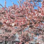Shizuoka and Izu City Cherry Blossom Private 2 Days Tour - Practical Details and Considerations