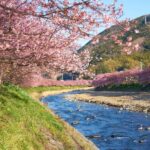 Shizuoka: Cherry Blossom, Plum Garden, & Fruit picking Tour - Who Will Love This Tour?