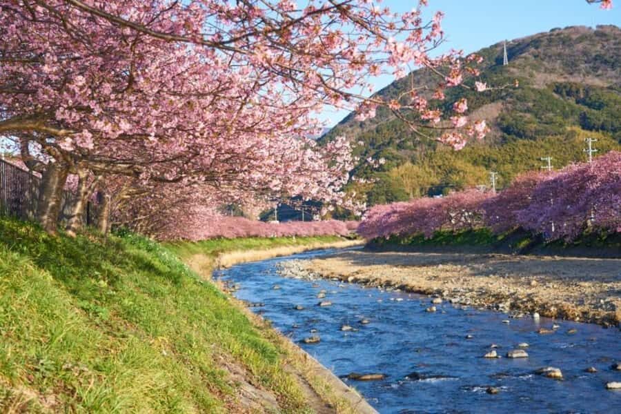 Shizuoka: Cherry Blossom, Plum Garden, & Fruit picking Tour - Who Will Love This Tour?