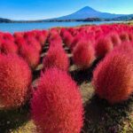 Shizuoka: Mount Fuji & Hakone Private Day Trip - Who Should Consider This Tour