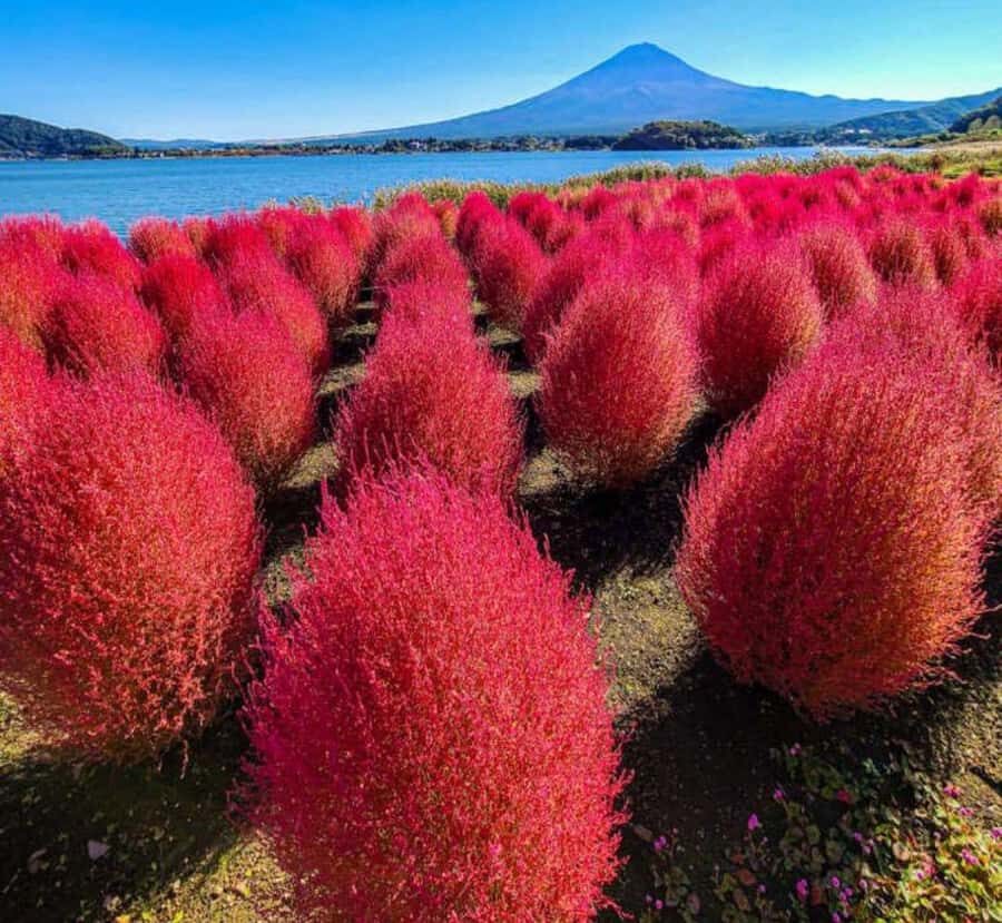 Shizuoka: Mount Fuji & Hakone Private Day Trip - Who Should Consider This Tour