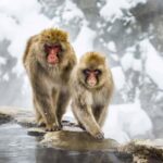 Shizuoka: Nagano private Tour with English speaking guide - What You Can Expect on This Day Trip