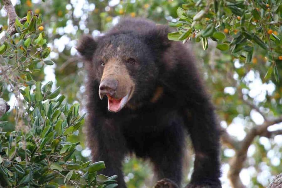 Shore Excursion Hambantota: Small Group Yala National Park - What the Itinerary Looks Like