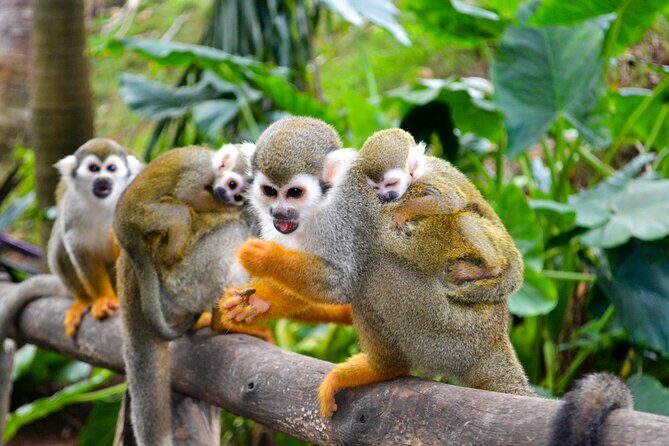 Shore Excursion | Monkey encounter & Damajagua Waterfalls - The Value of This Tour