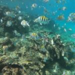 Short Excursion 4-Hour Party Catamaran and Snorkeling - Authentic Experiences and Review Highlights