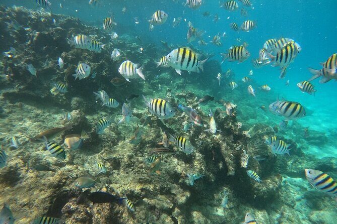 Short Excursion 4-Hour Party Catamaran and Snorkeling - Authentic Experiences and Review Highlights