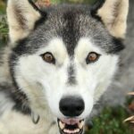 Siberian Husky Kennel Tour in Fairbanks Alaska - Is it Worth the Price?