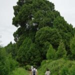 Sichuan: Jinniu Ancient Mile Road Hiking Tour with Guide - What to Expect: Practical Tips for Your Day