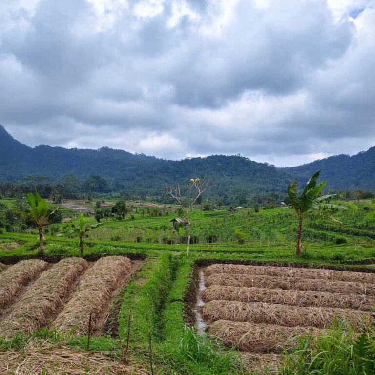 Sidemen: Rice Terraces, Waterfall, & Village Tour - Practical Details and Why They Matter
