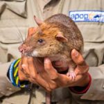 Siem Reap: Afternoon APOPO Rats Tour + Phare Circus Option - What to Expect in Detail