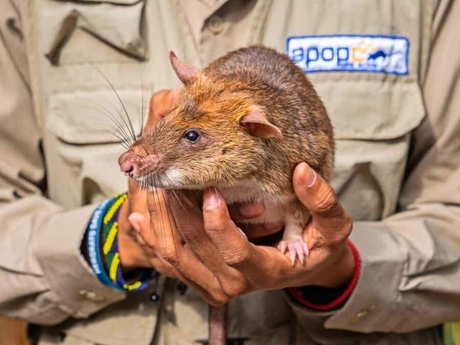 Siem Reap: Afternoon APOPO Rats Tour + Phare Circus Option - What to Expect in Detail