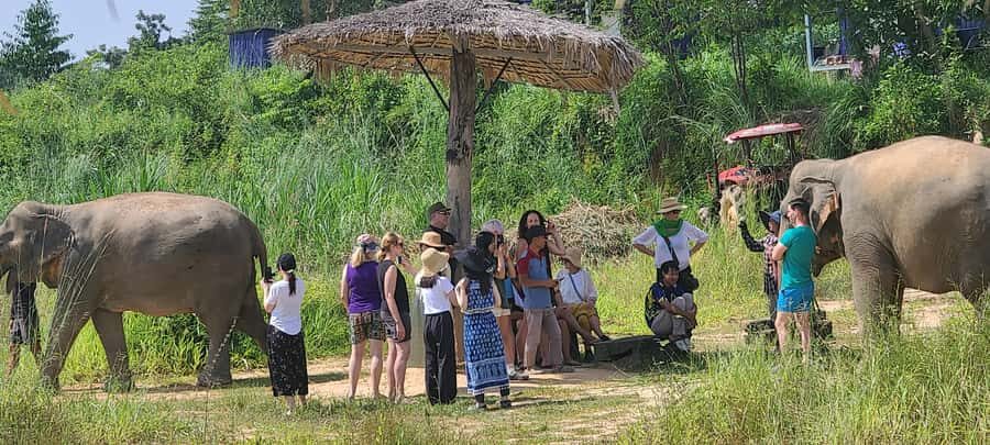 Siem Reap: Elephant Sanctuary Guided Tour - What to Expect from the Tour
