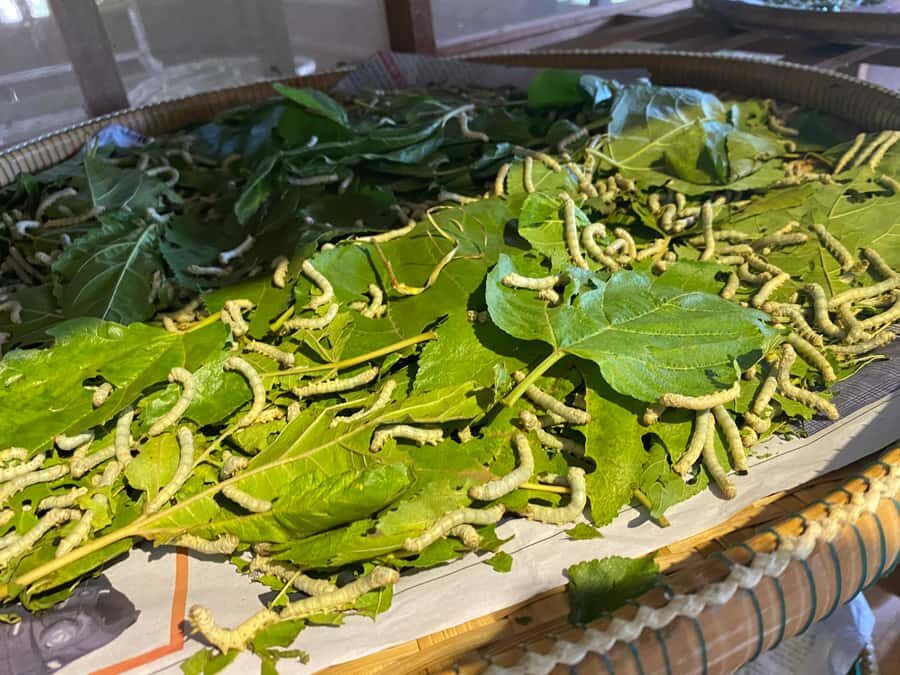 Siem Reap Jeep Tour: AMCountryside Vibes/ PMClassic Sunset - Who Should Consider This Tour?