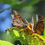 Sierra Chincua and Tlalpujahua: Monarch Butterflies and a Magical Town - What We Love About This Tour
