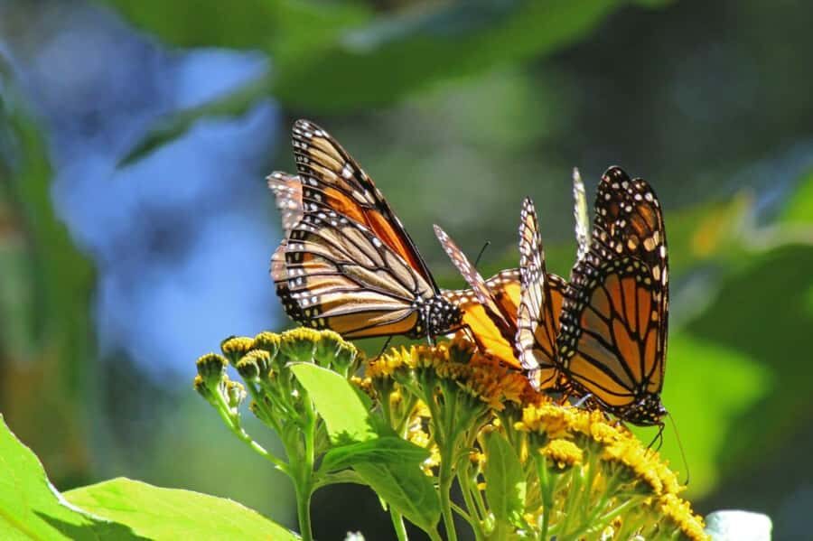 Sierra Chincua and Tlalpujahua: Monarch Butterflies and a Magical Town - What We Love About This Tour