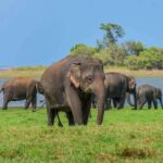 Sigiriya: Countryside Jeep Tour with Viewpoints & Villages - Deep Dive into the Itinerary