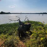 Sigiriya, Dambulla, 2 day tour with Minneriya safari - Who Will Love This Tour?