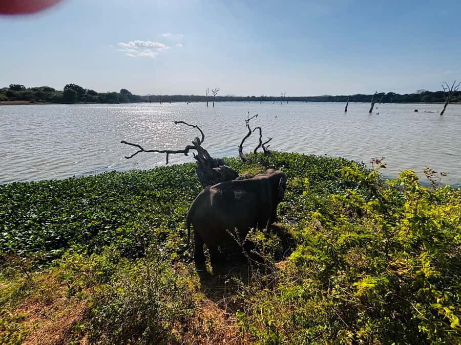 Sigiriya, Dambulla, 2 day tour with Minneriya safari - Who Will Love This Tour?