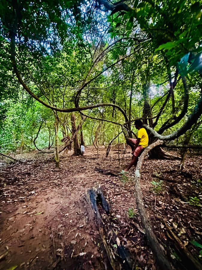 Sigiriya: Jungle Tour with Birdwatching and Wildlife - What to Expect on the Tour