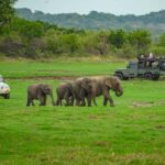 Sigiriya: Lion Rock Hike & Minneriya Safari Day Tour - Who Will Love This Tour?