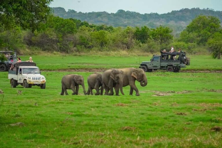 Sigiriya: Lion Rock Hike & Minneriya Safari Day Tour - Who Will Love This Tour?