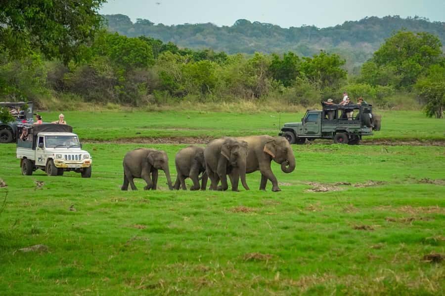Sigiriya: Lion Rock Hike & Minneriya Safari Day Tour - Who Will Love This Tour?