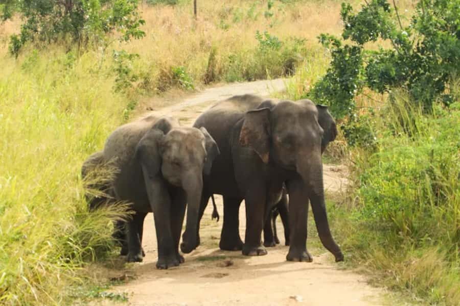 Sigiriya: Night Animal Watching Tour with Guide - How the Tour is Structured