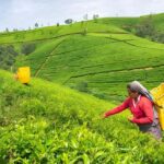 Sigiriya: Nuwara Eliya Day Trip with Tea Factory Visit - Practical Considerations: What to Expect
