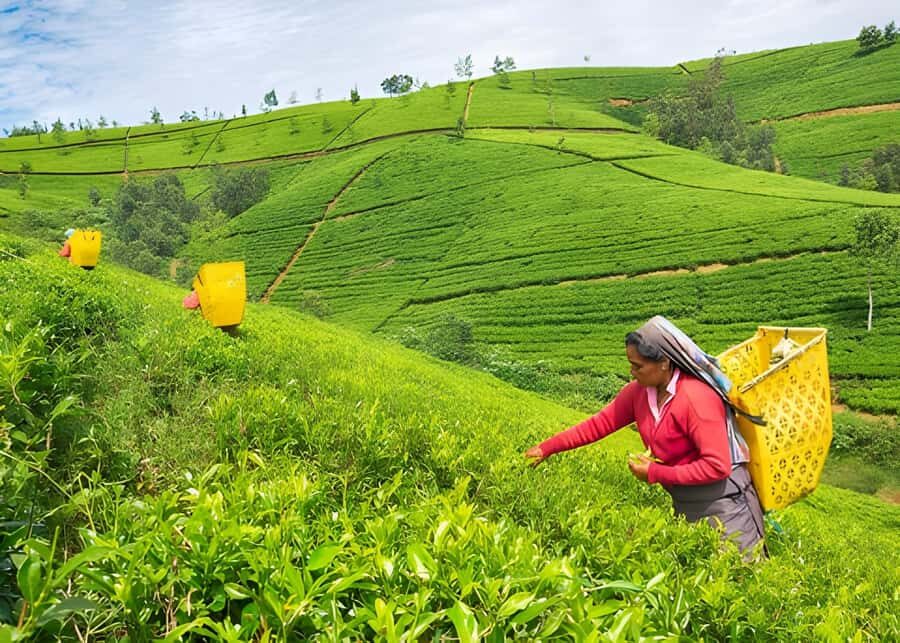 Sigiriya: Nuwara Eliya Day Trip with Tea Factory Visit - Practical Considerations: What to Expect