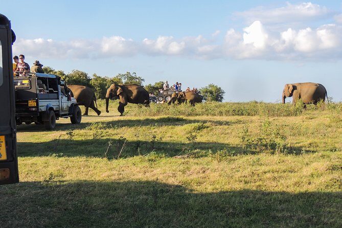 Sigiriya Rock and Wild Elephant Safari from Dambulla - What Makes This Tour Stand Out