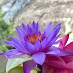 Sigiriya to Kandy Transfer with Dambulla and view points - Practical Details and What to Know Before You Go