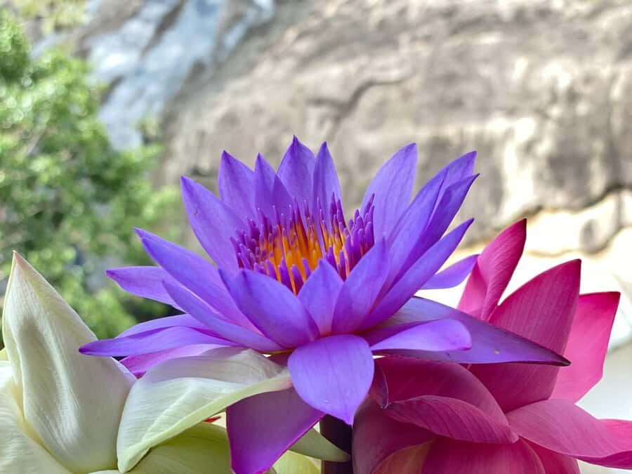 Sigiriya to Kandy Transfer with Dambulla and view points - Practical Details and What to Know Before You Go