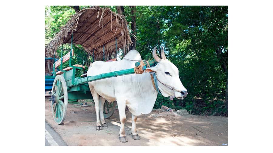Sigiriya: Village Tour with Bullock Cart Ride & Lunch - The Experience in Context