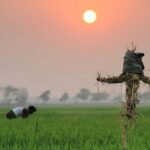 Sigiriya:Polonnaruwa Day Tour WithMinneriya Elephant Safari - The Practicalities