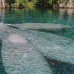 Silver Springs Guided Kayak Tour with Orlando Pick Up - The Itinerary Breakdown